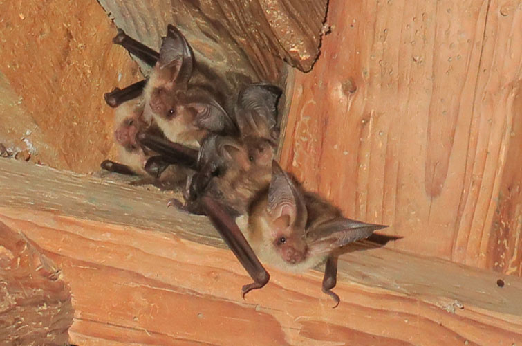 Bat Surveys – Andrew Chick Ecology