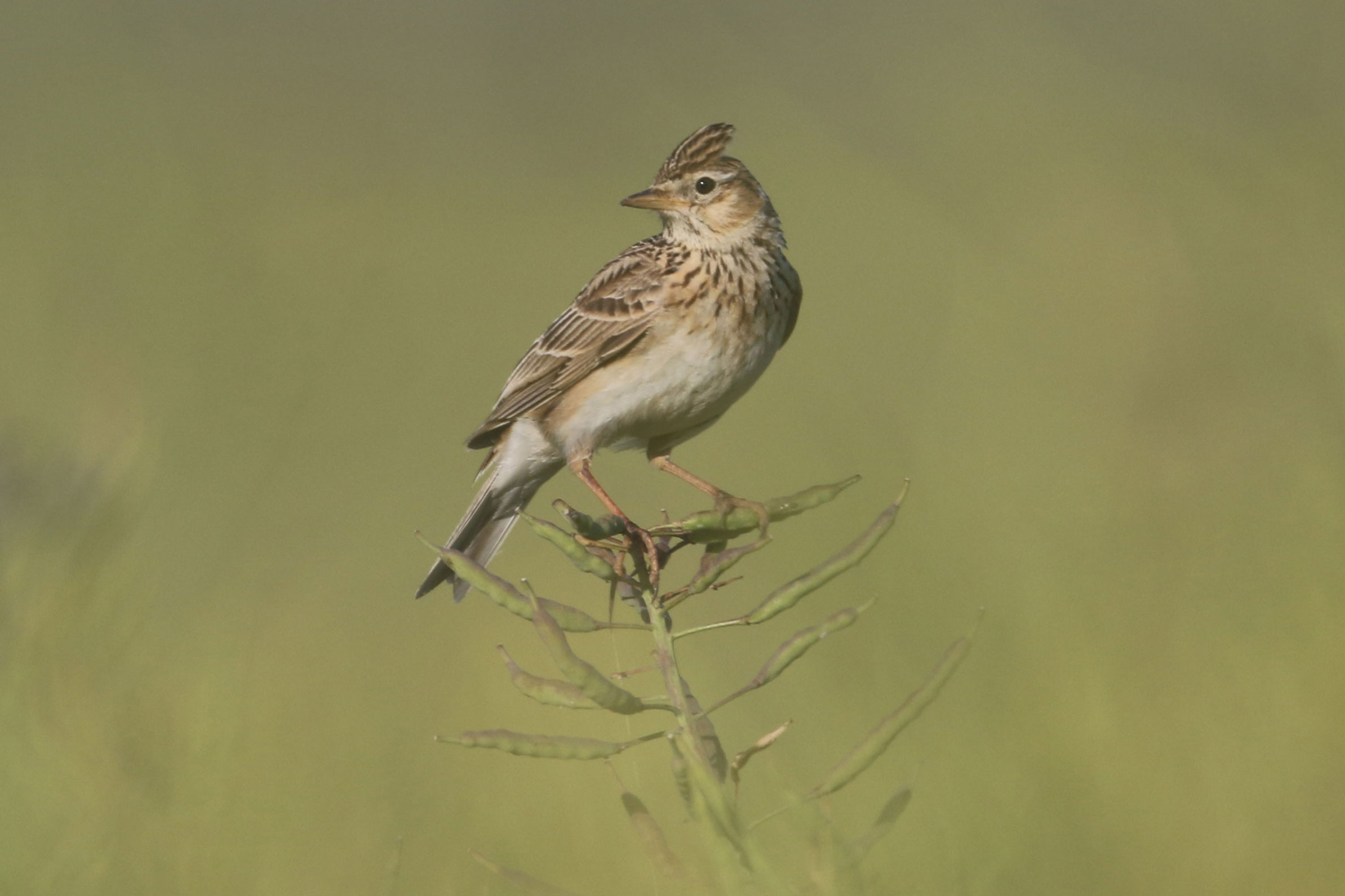 Bird Surveys – Andrew Chick Ecology