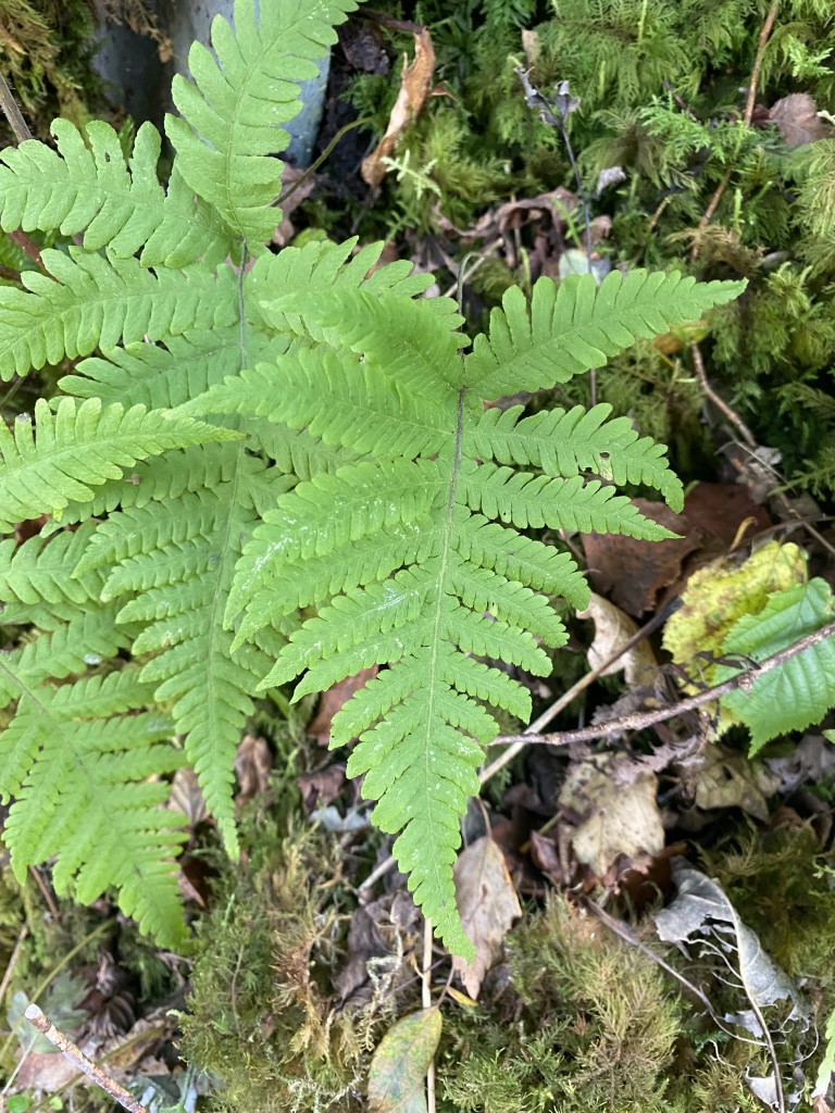 Beech Fern – Andrew Chick Ecology