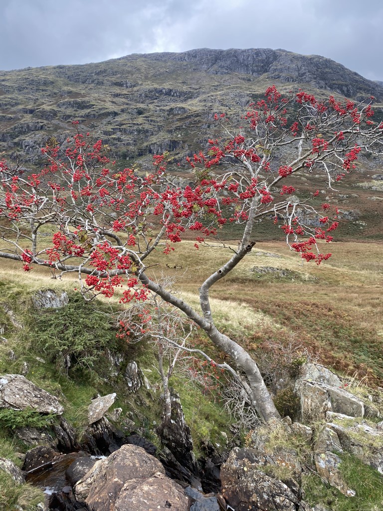 Rowan tree (Sorbus aucuparia) – Andrew Chick Ecology