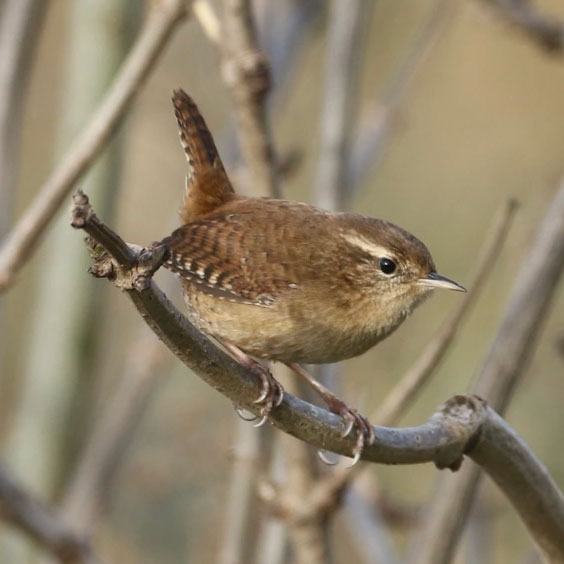 Cumbria’s Wrens – Andrew Chick Ecology