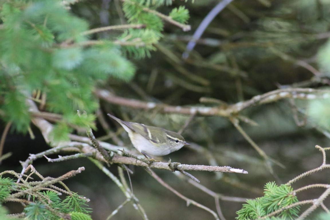 Unraveling the Mystery of Siberian Warblers in Europe: New Research ...