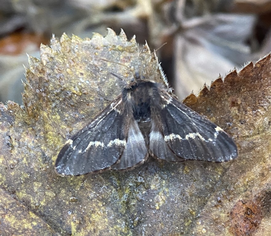December Moth – Andrew Chick Ecology