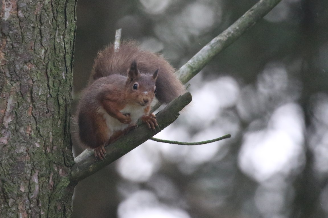 Red Squirrels in Cumbria – Andrew Chick Ecology