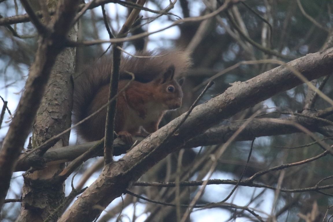Red Squirrels in Cumbria – Andrew Chick Ecology