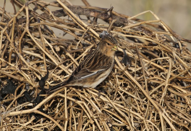 Understanding the Migration of Twite: Key Insights for Conservation ...