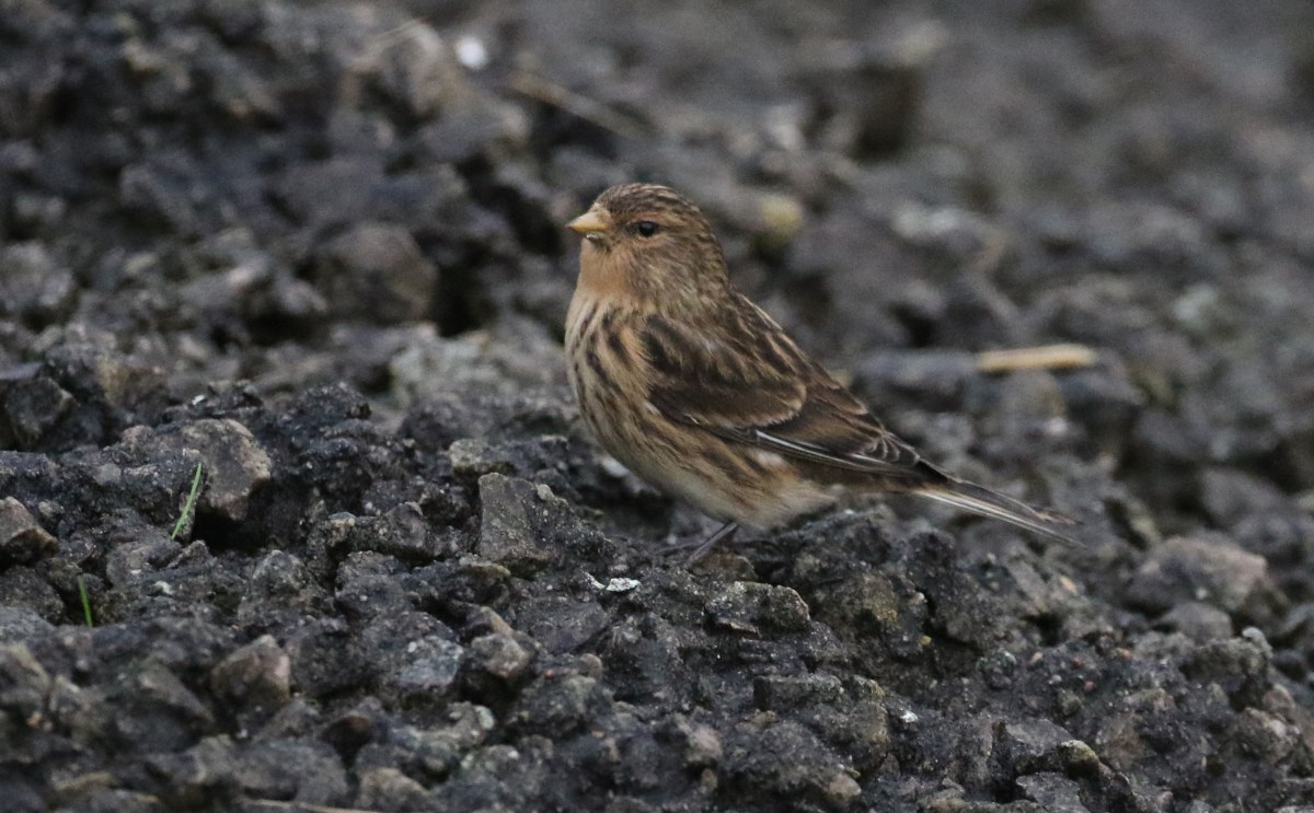 Understanding the Migration of Twite: Key Insights for Conservation ...
