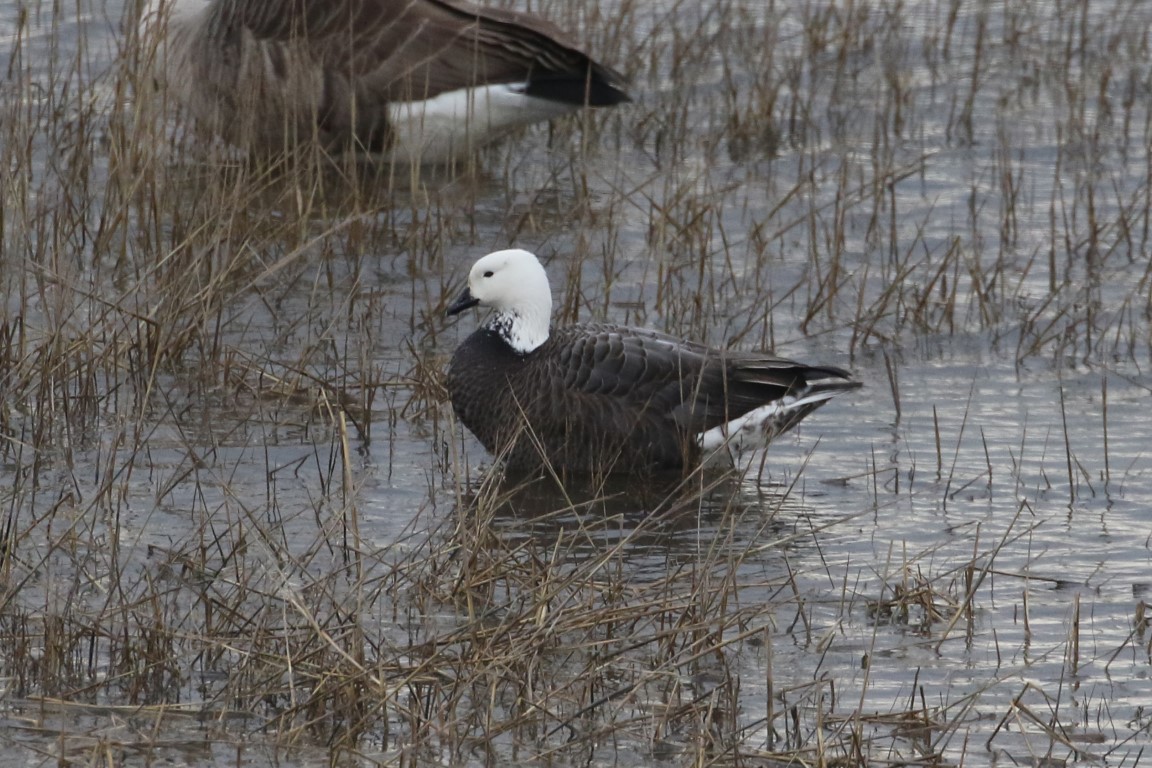 Hybridization between Emperor and Barnacle Geese – Andrew Chick Ecology