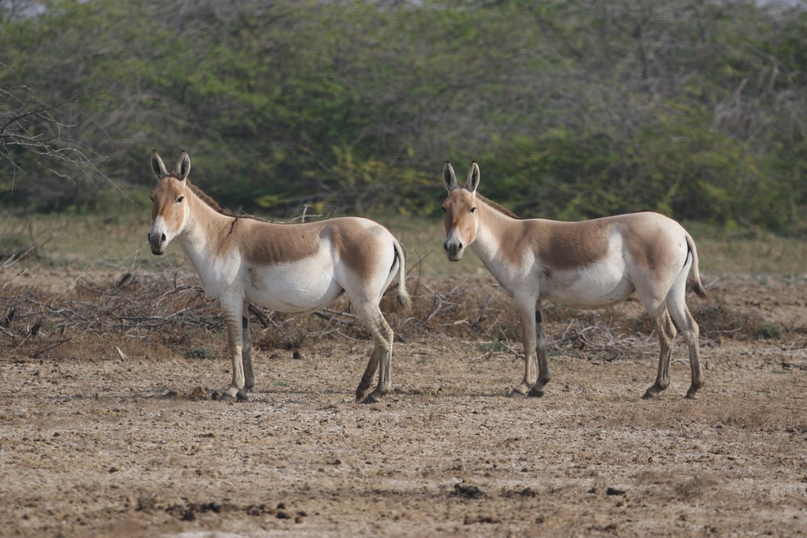 Rann Riders – Andrew Chick Ecology
