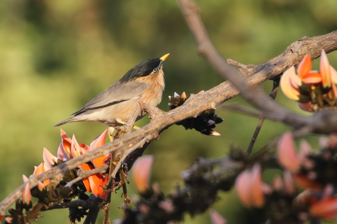 Distribution of the Brahminy Starling: A Widespread Avian Resident of ...