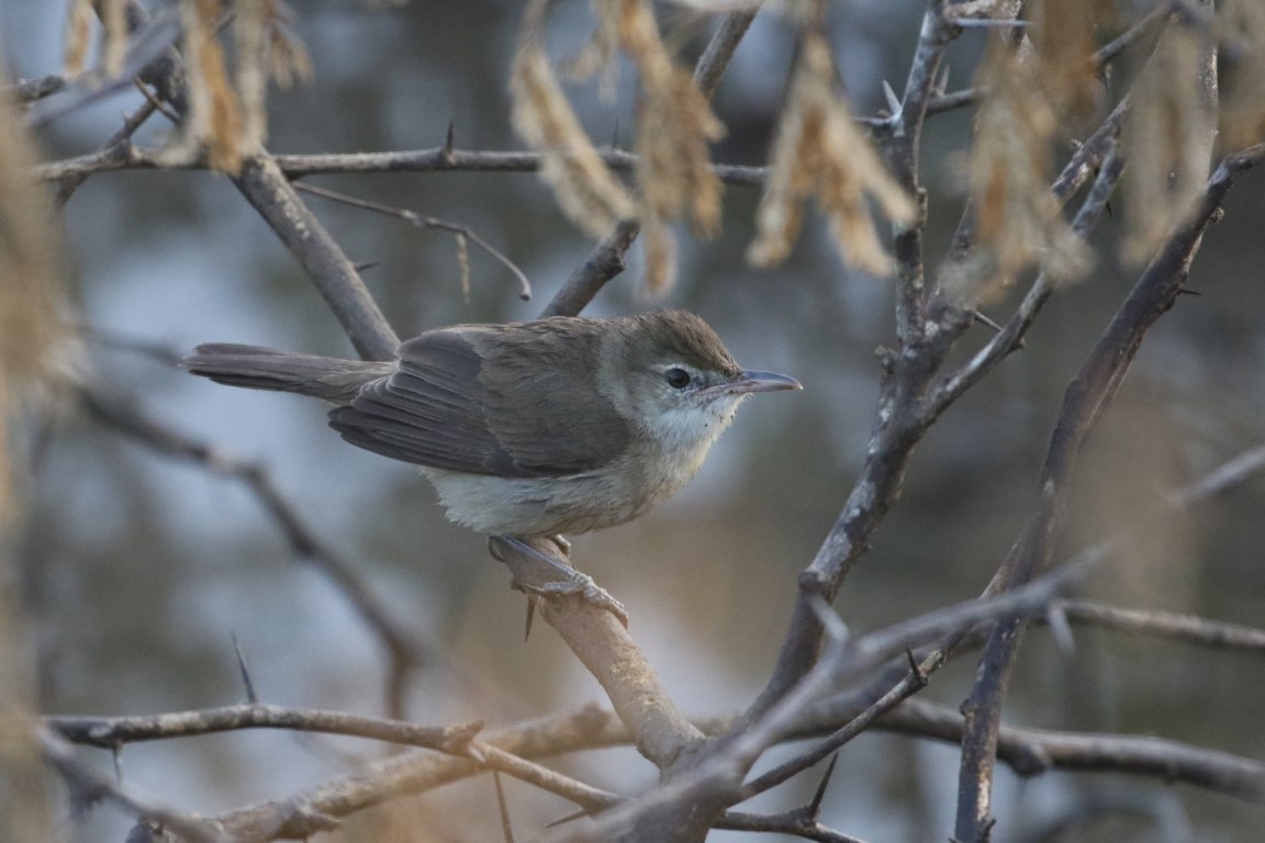 Clamorous Reed Warbler – Andrew Chick Ecology