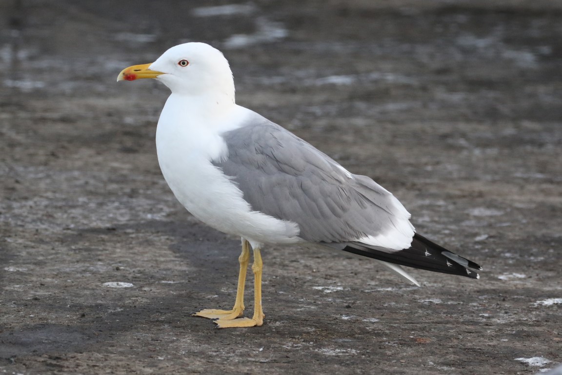 Steppe Gull – Andrew Chick Ecology