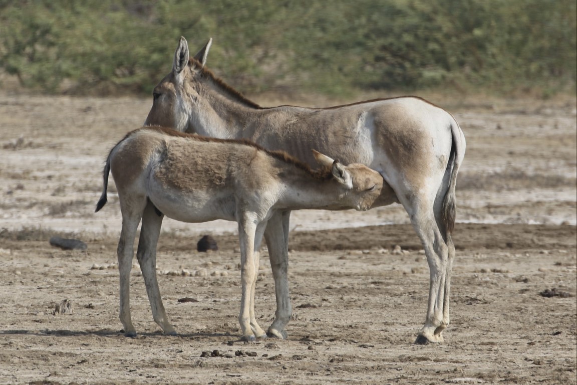 The Indian Wild Ass: The Enduring Spirit of the Rann – Andrew Chick Ecology