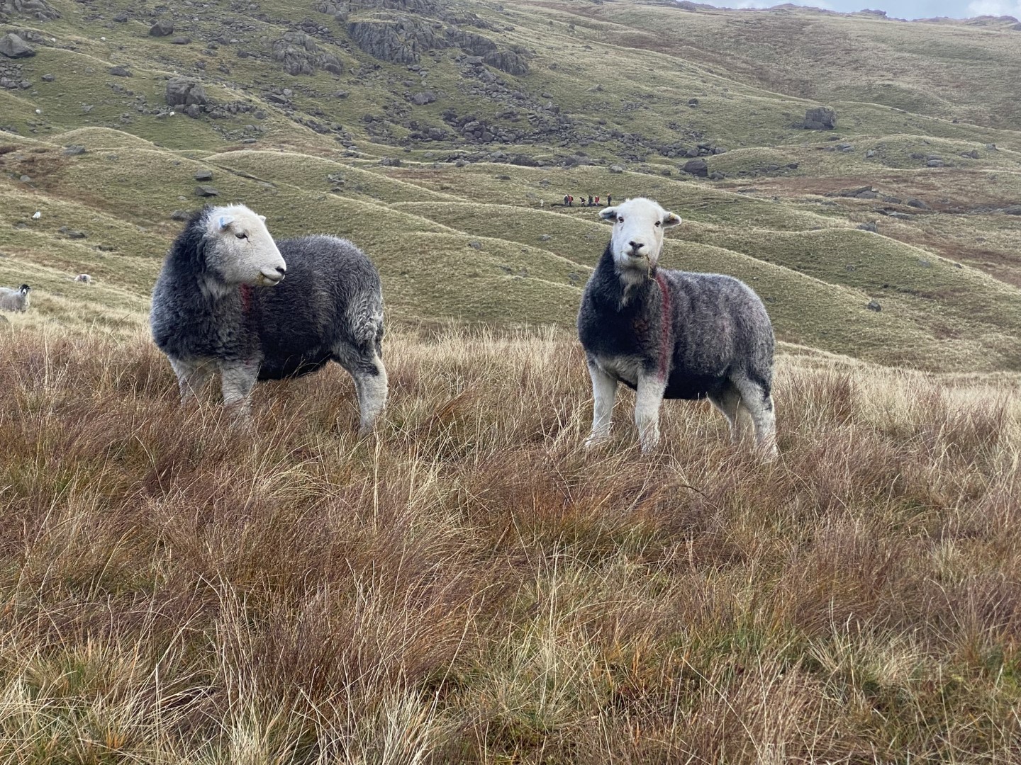 Herdwick sheep – Andrew Chick Ecology