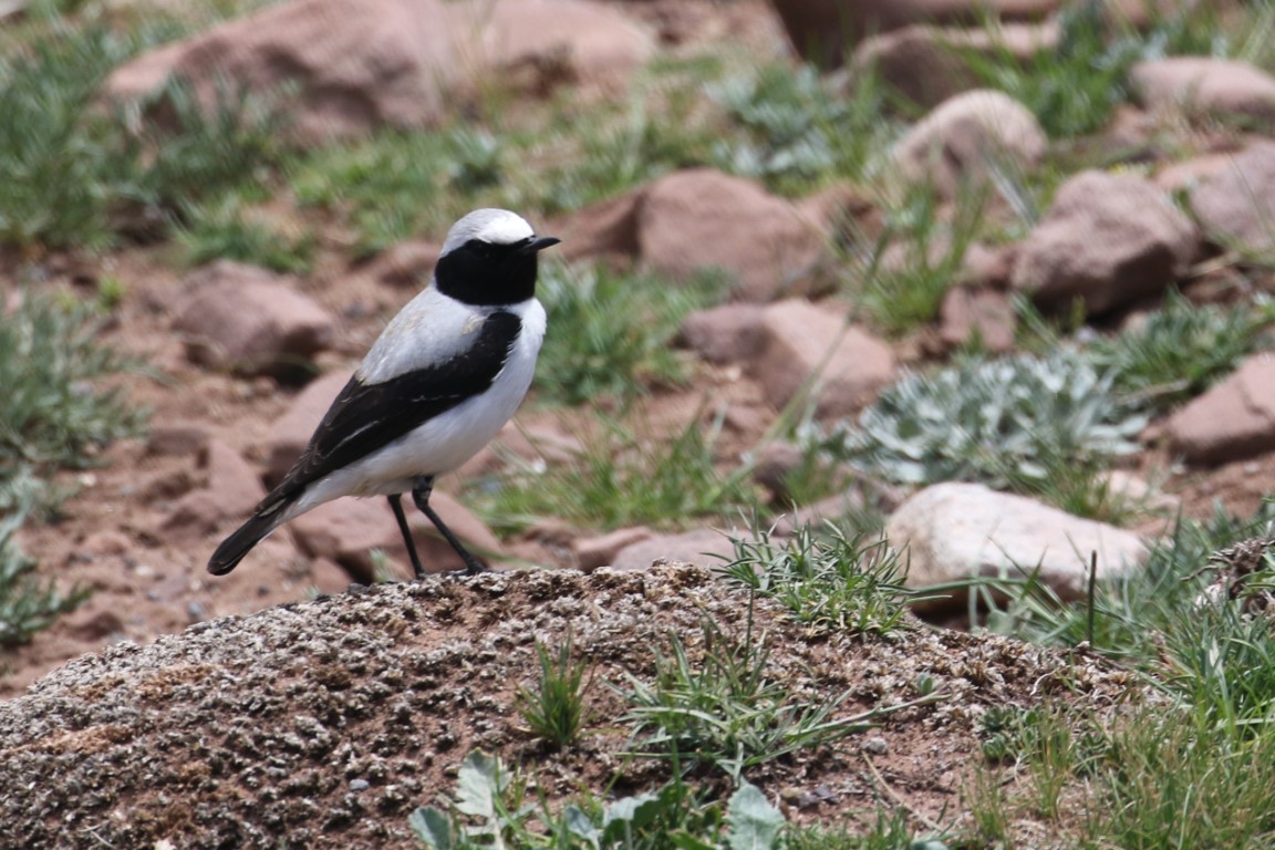 Atlas Wheatear – Andrew Chick Ecology