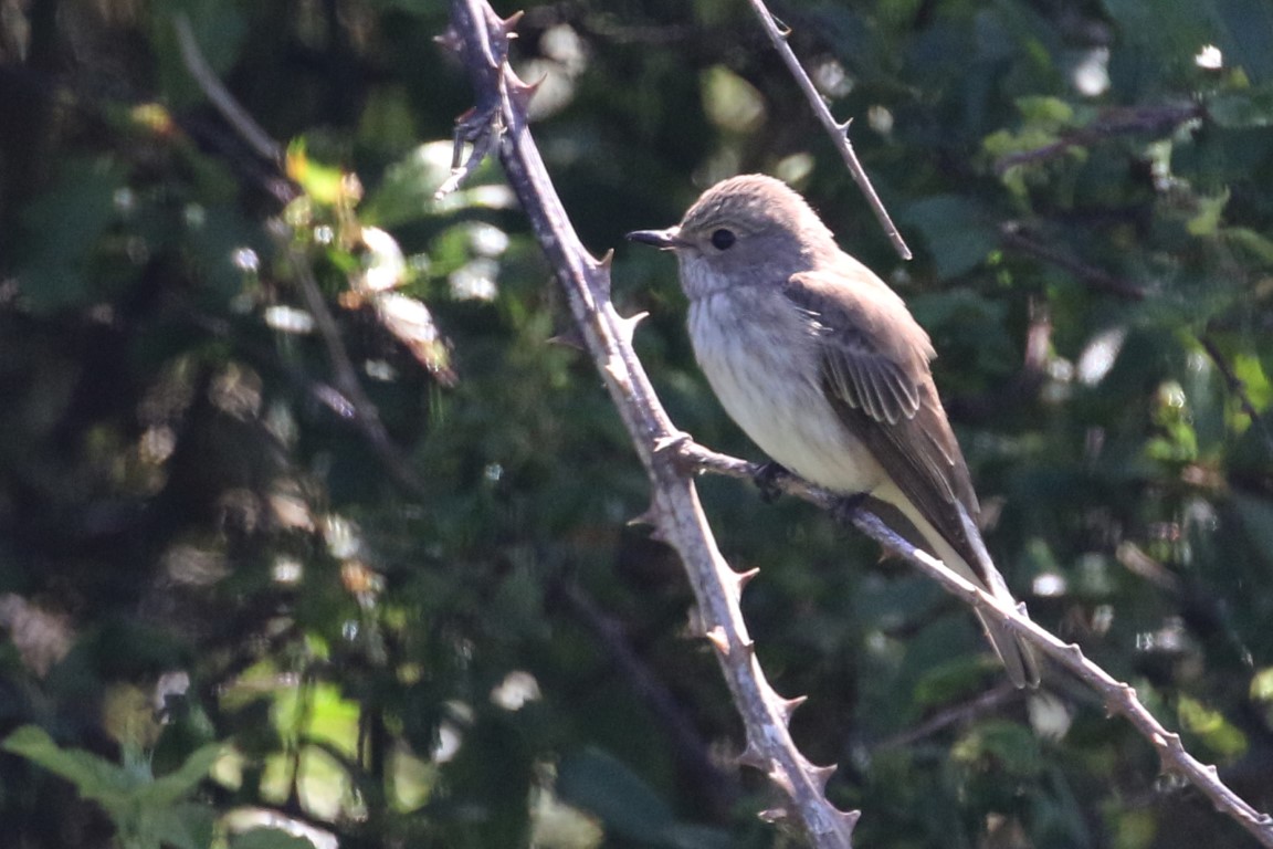 Spotted Flycatcher – Andrew Chick Ecology