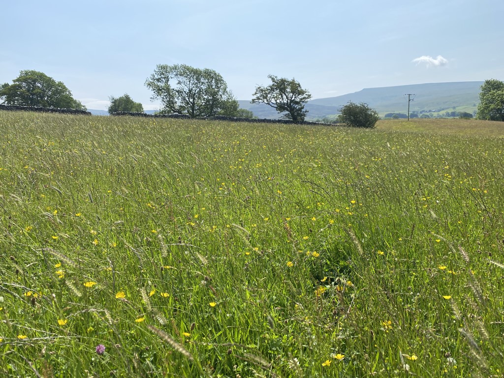 Indicator Species for Upland Hay Meadows – Andrew Chick Ecology