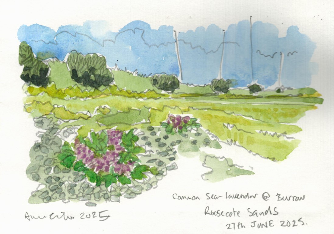 Common Sea-lavender: A Coastal Gem of the Saltmarsh – Andrew Chick Ecology