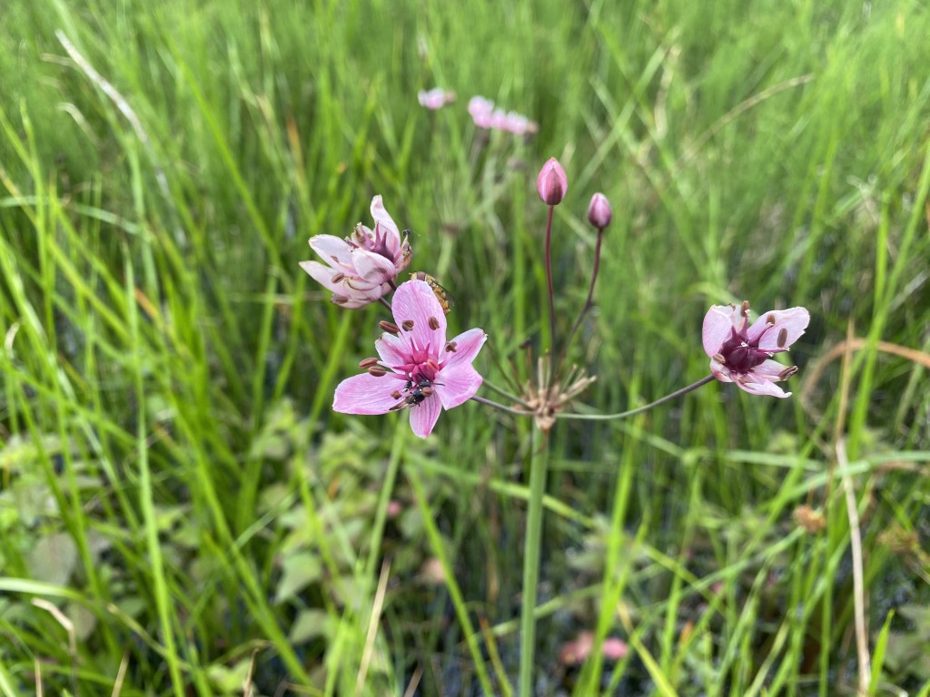 Flowering-rush in the UK: A Native Wetland Beauty in Decline – Andrew ...