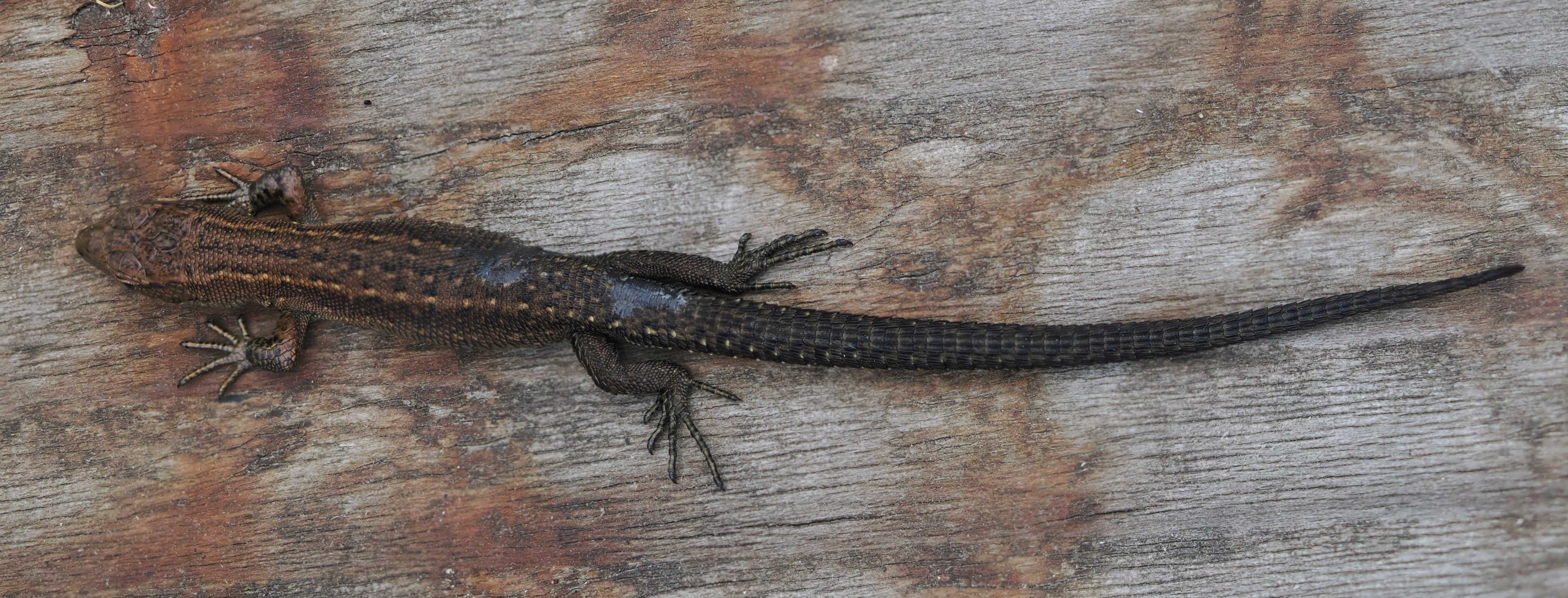 Common Lizard in Cumbria – Andrew Chick Ecology