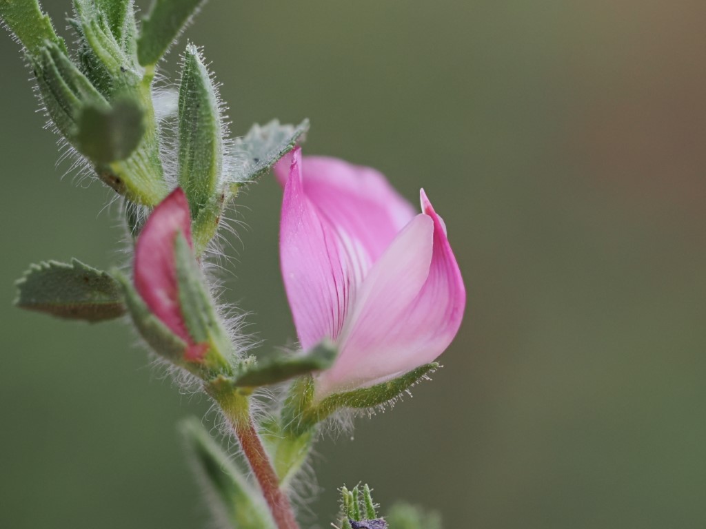 Common Restharrow (Ononis repens) – Andrew Chick Ecology