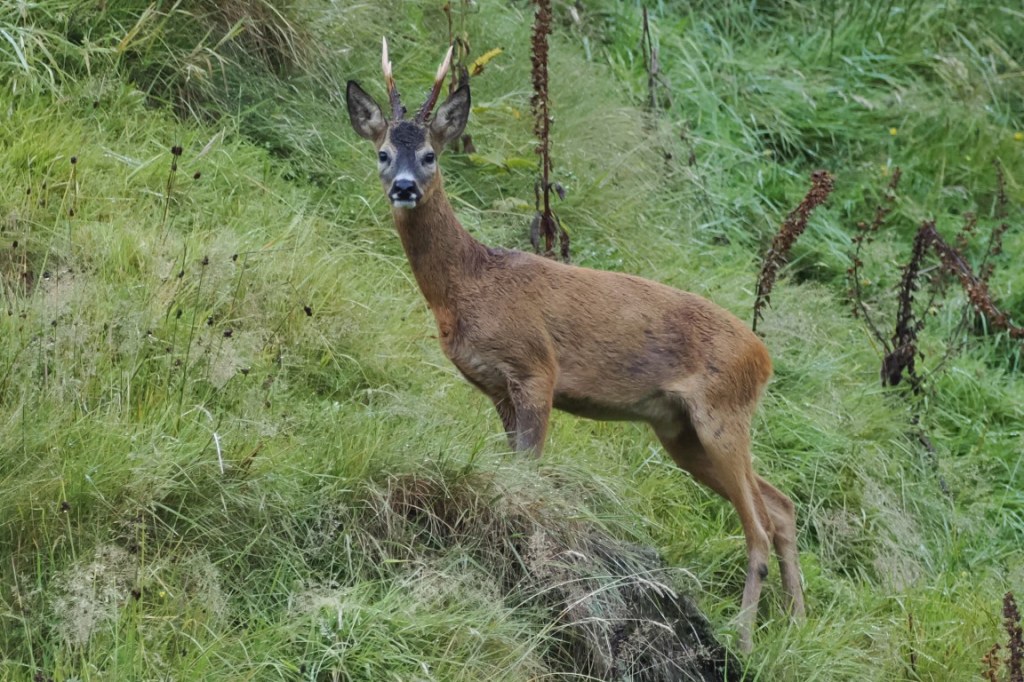 Roe Deer – A Native of Wood and Field – Andrew Chick Ecology