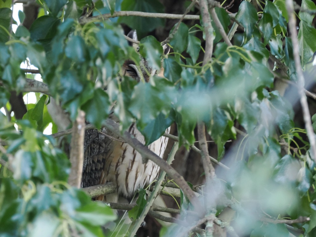 What are ear tufts for…. – Andrew Chick Ecology